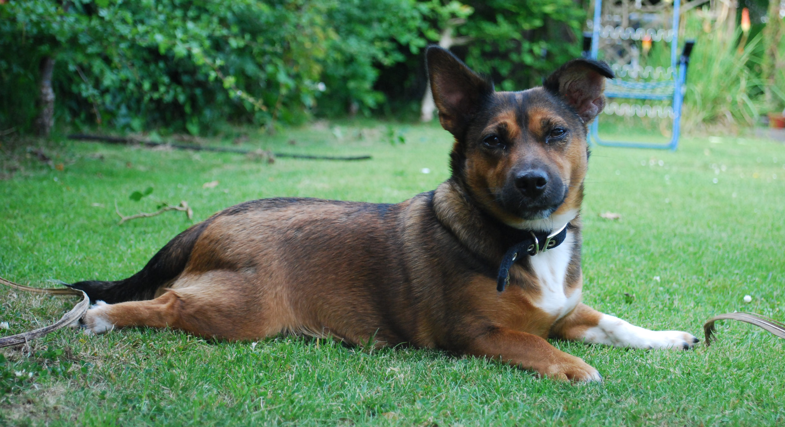 Rescue Dog Provides Companionship for Woman with Alzheimer’s Disease ...